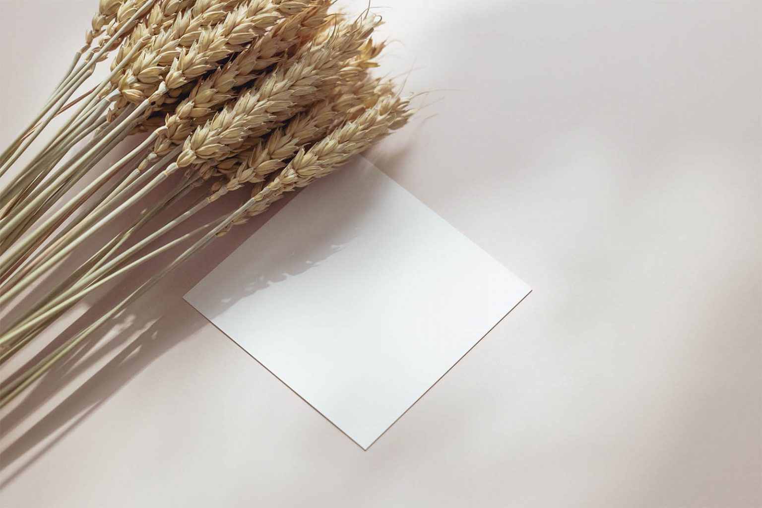 Square flyer with dried wheat mockup - Mockups Design